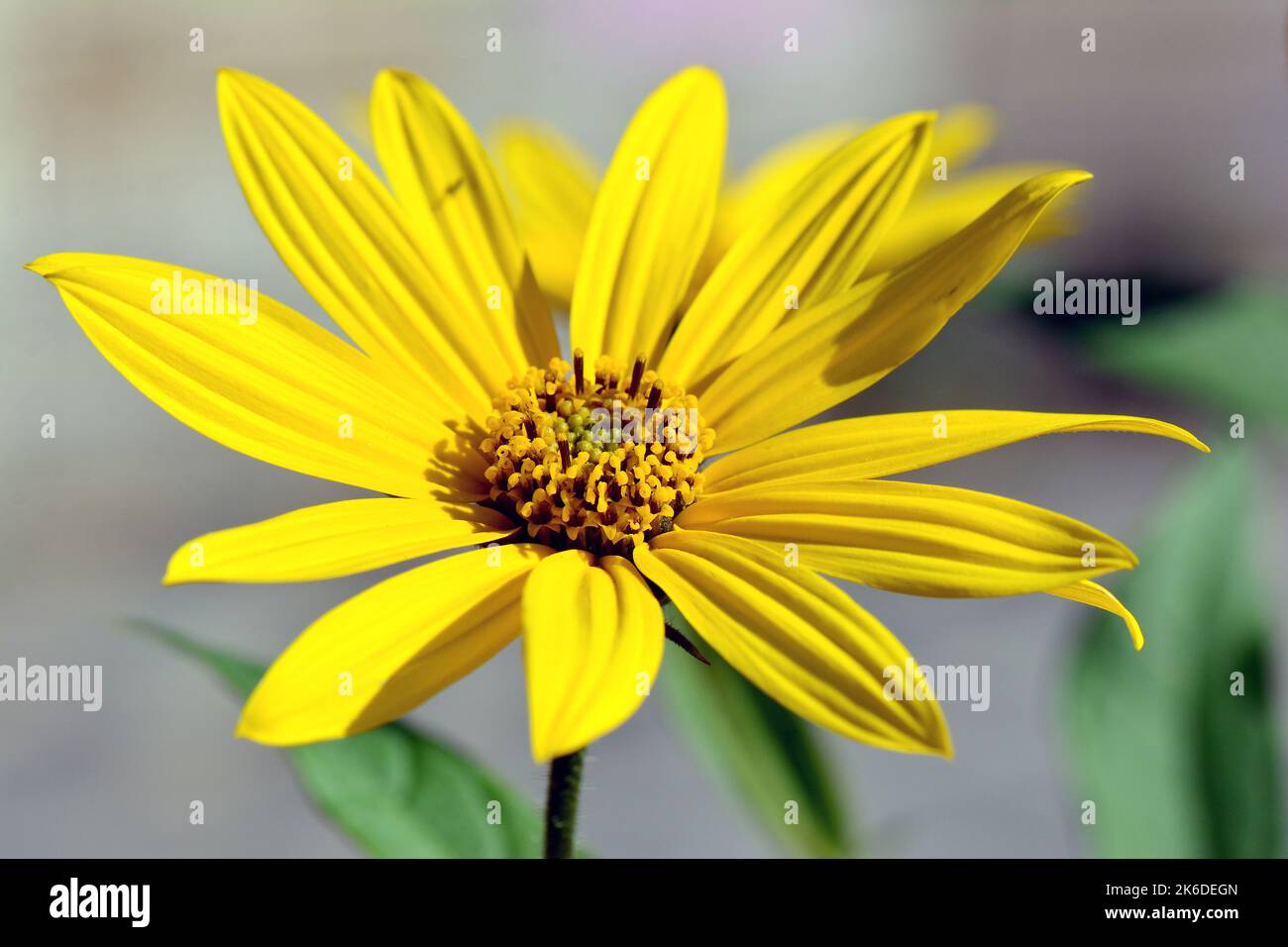 Jerusalem artichoke, sunroot, sunchoke, wild sunflower, Topinambur ...