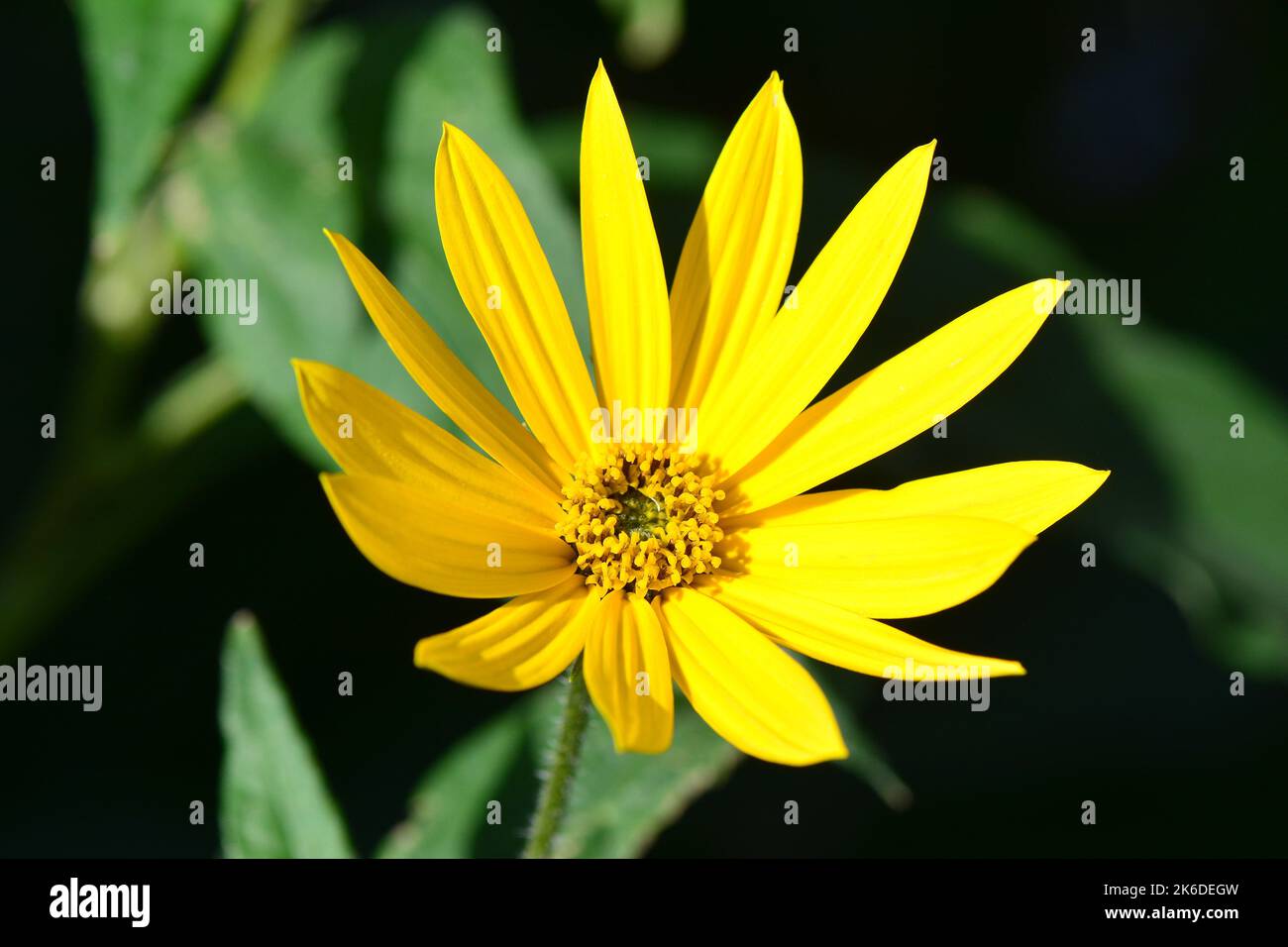 Jerusalem artichoke, sunroot, sunchoke, wild sunflower, Topinambur ...