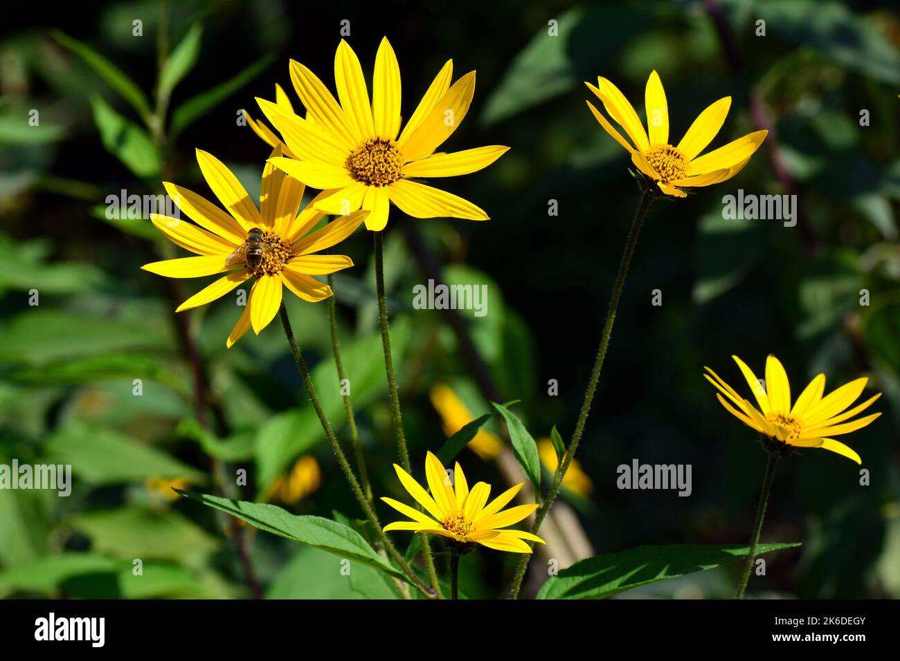 Jerusalem artichoke, sunroot, sunchoke, wild sunflower, Topinambur ...
