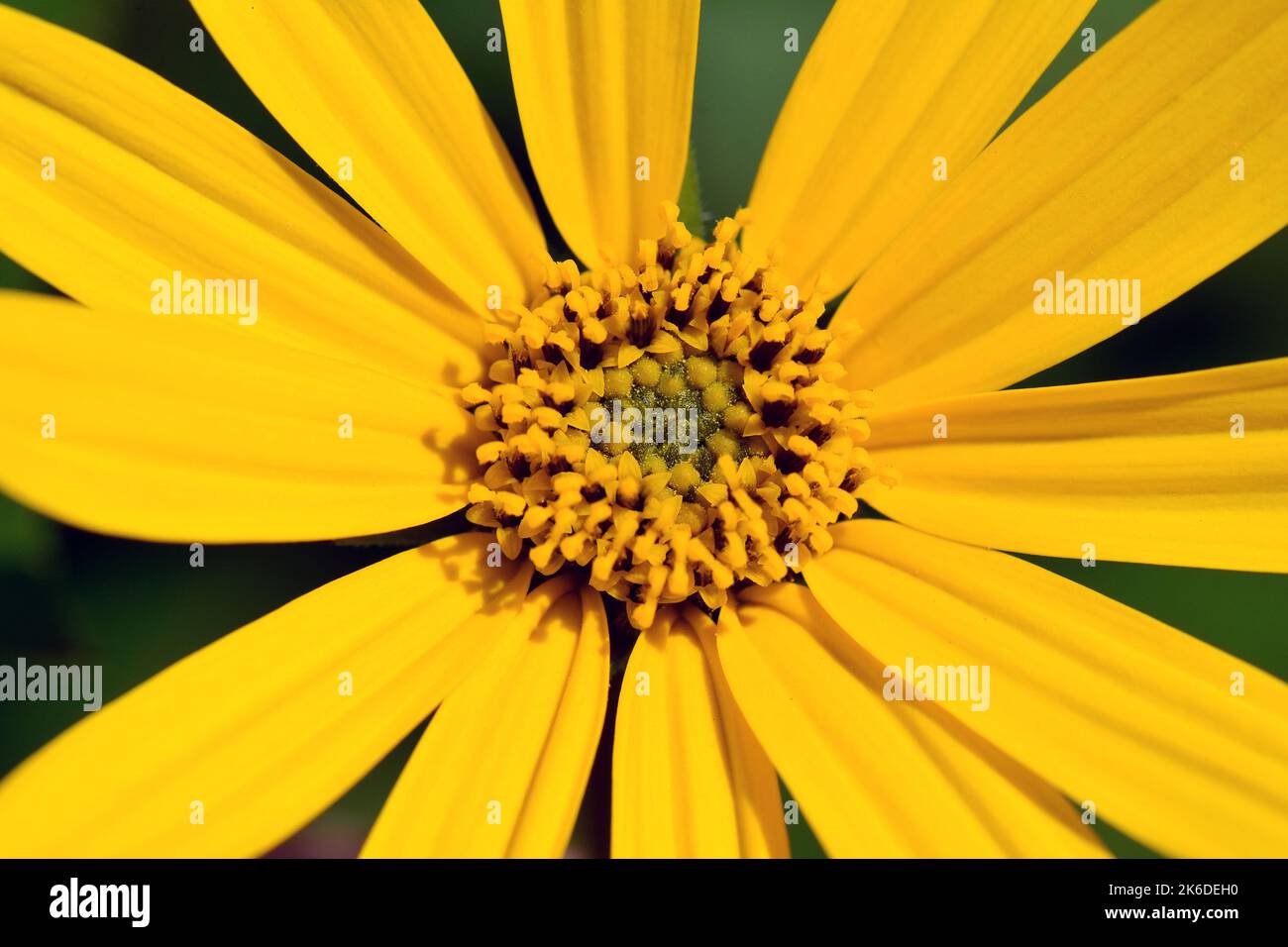 Jerusalem artichoke, sunroot, sunchoke, wild sunflower, Topinambur ...