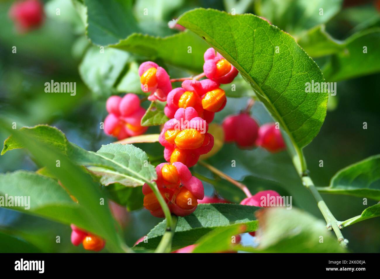 spindle, European spindle, or common spindle, Gewöhnlicher ...