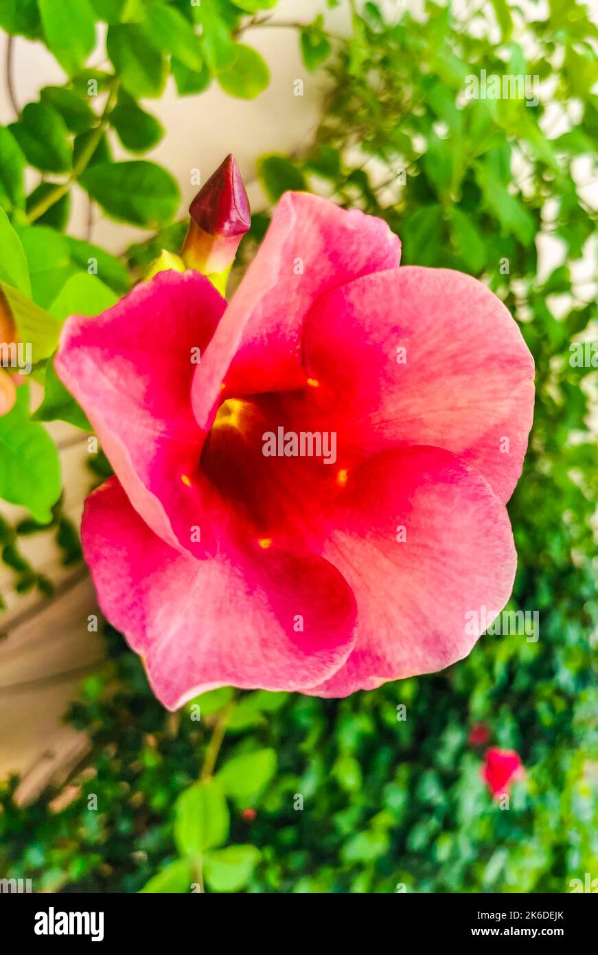 Allamanda blanchetii flower hi-res stock photography and images - Alamy
