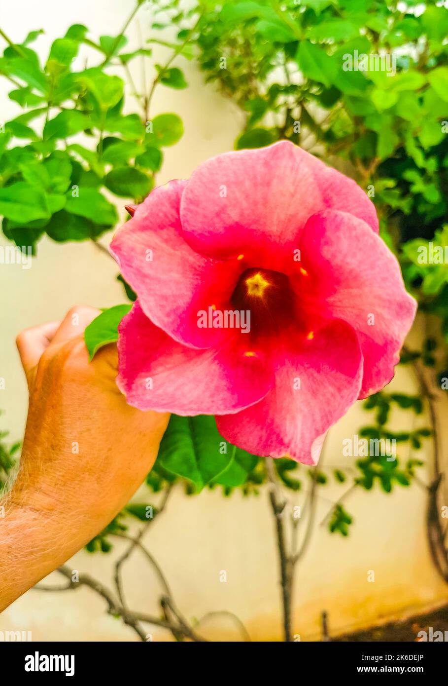 Purple pink and red Purple Allamanda flower flowers and plants plant in ...