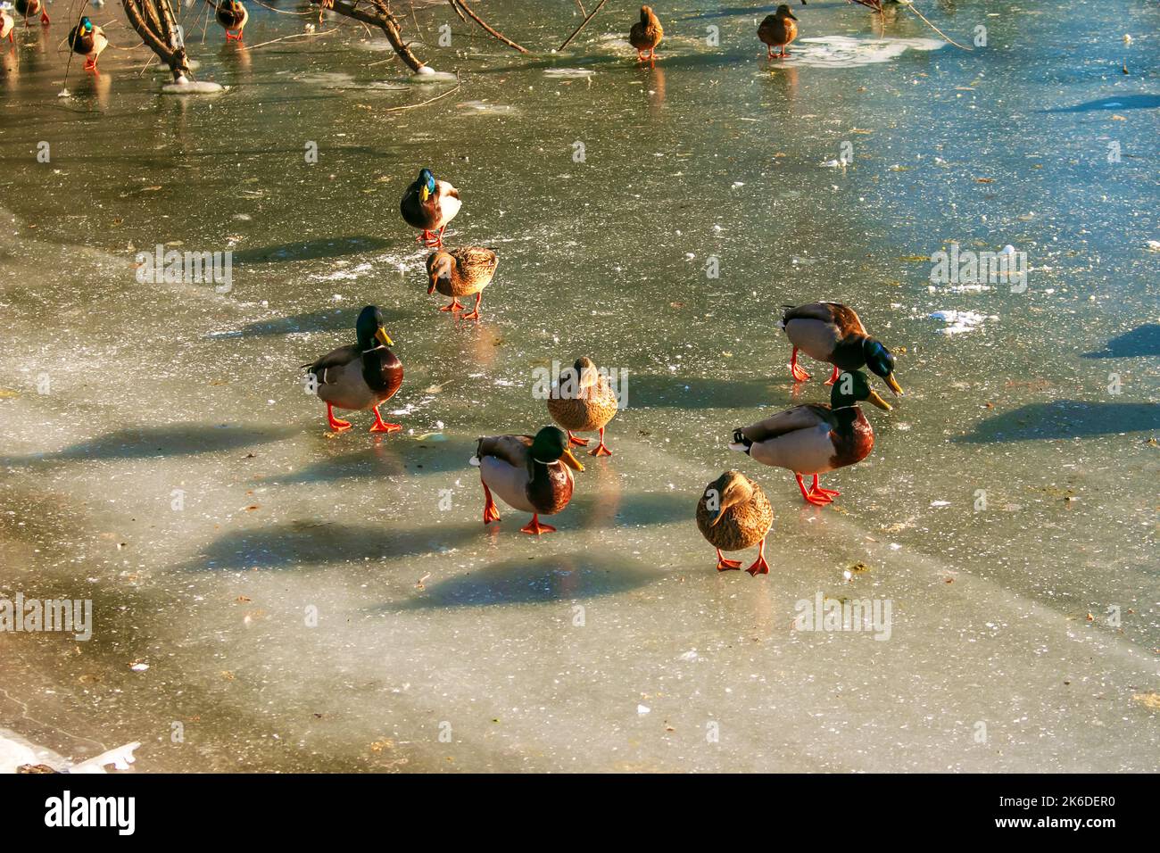 Several ducks walk on the ice in winter. Golden sunlight reflects on an ...