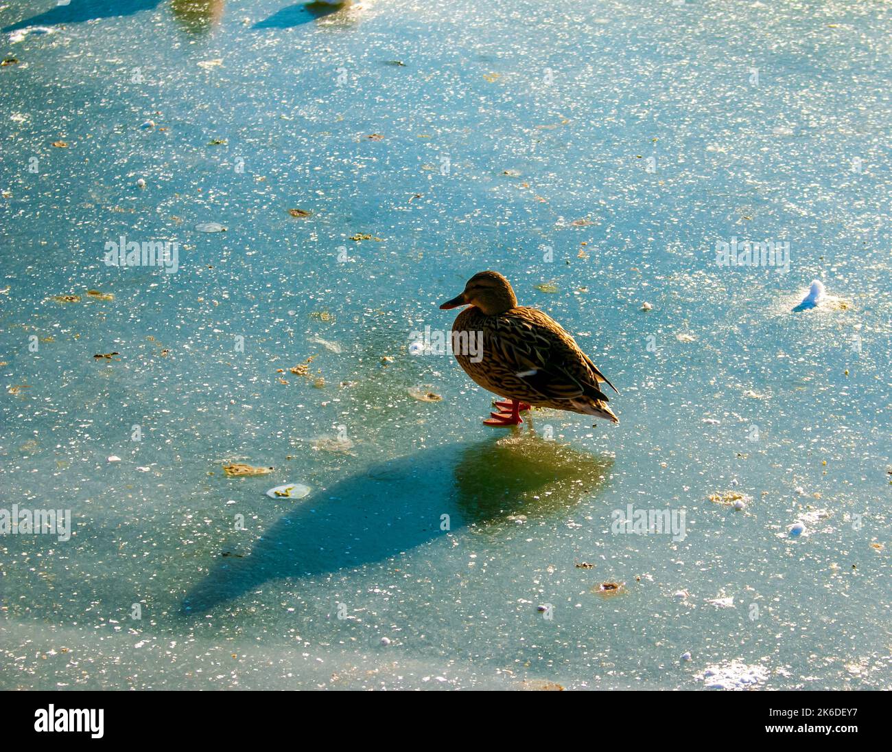 Sunlight reflects on frozen lake hi-res stock photography and images ...