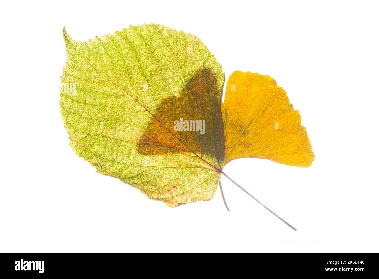 Beautiful tilia tree isolated hi-res stock photography and images - Alamy