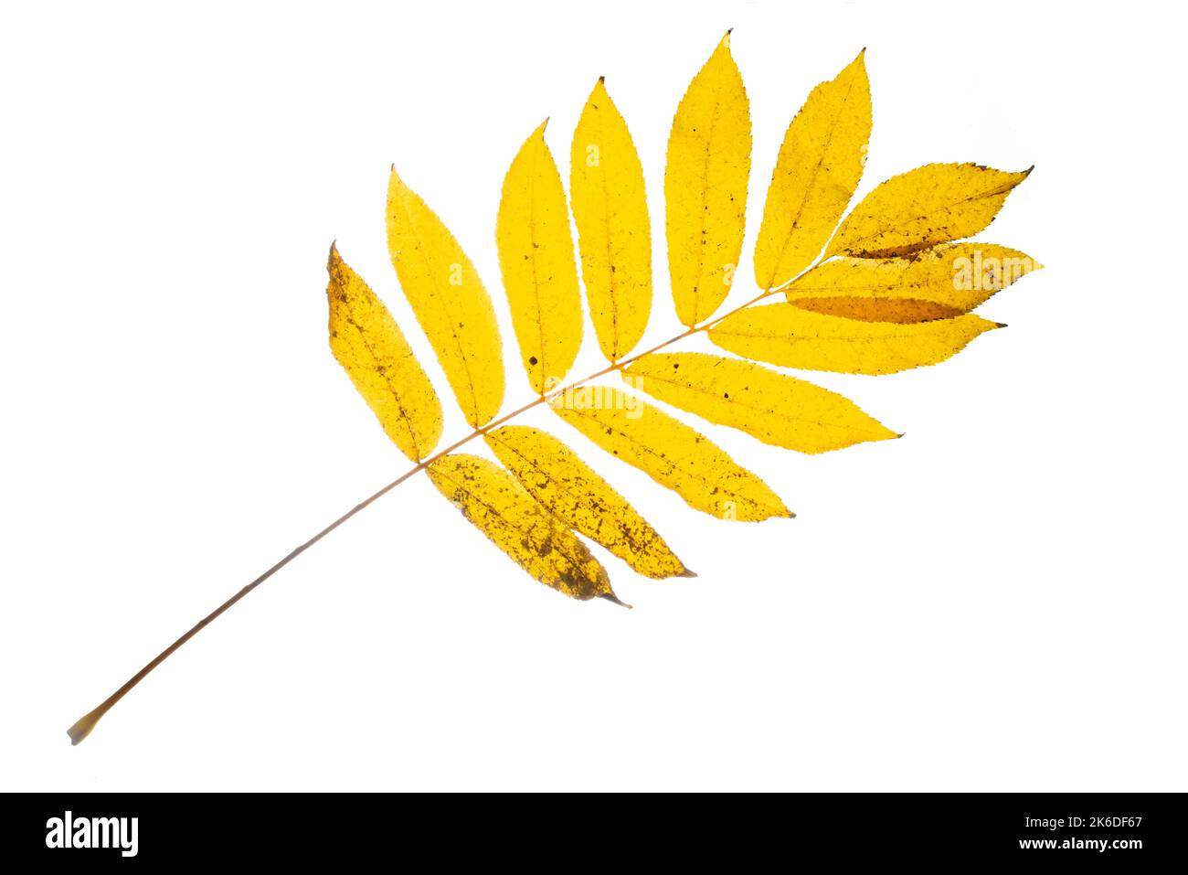 Yellow Ash leaves with stains isolated on a white Stock Photo - Alamy