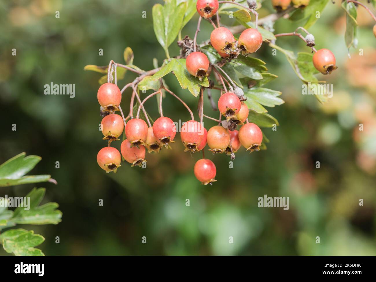 Haws or berries of Hawthorn (Crataegus monogyna Stock Photo - Alamy