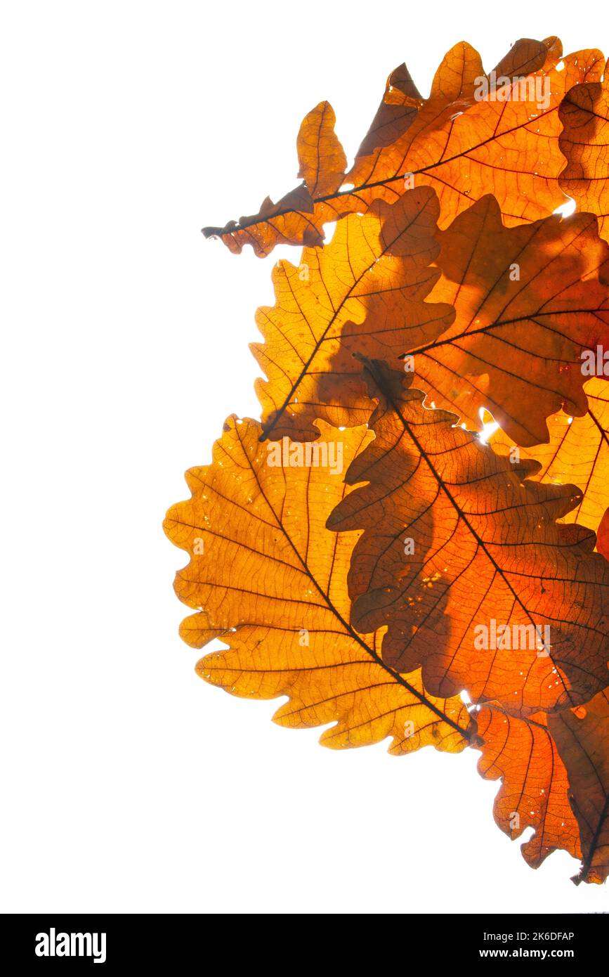 Set elements autumn oak hi-res stock photography and images - Alamy