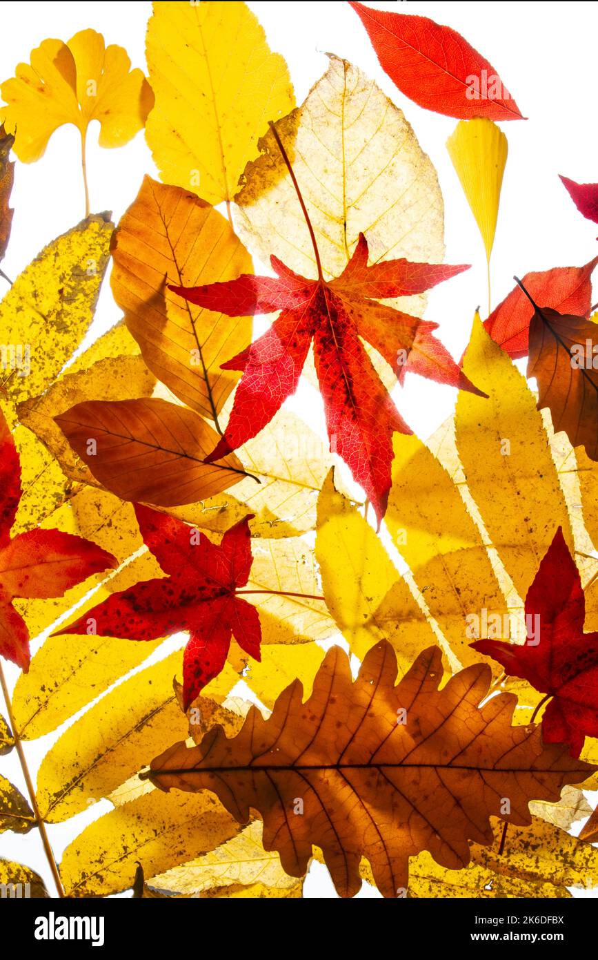 Collage craft dragon flies, autumn crafts made of natural materials ...