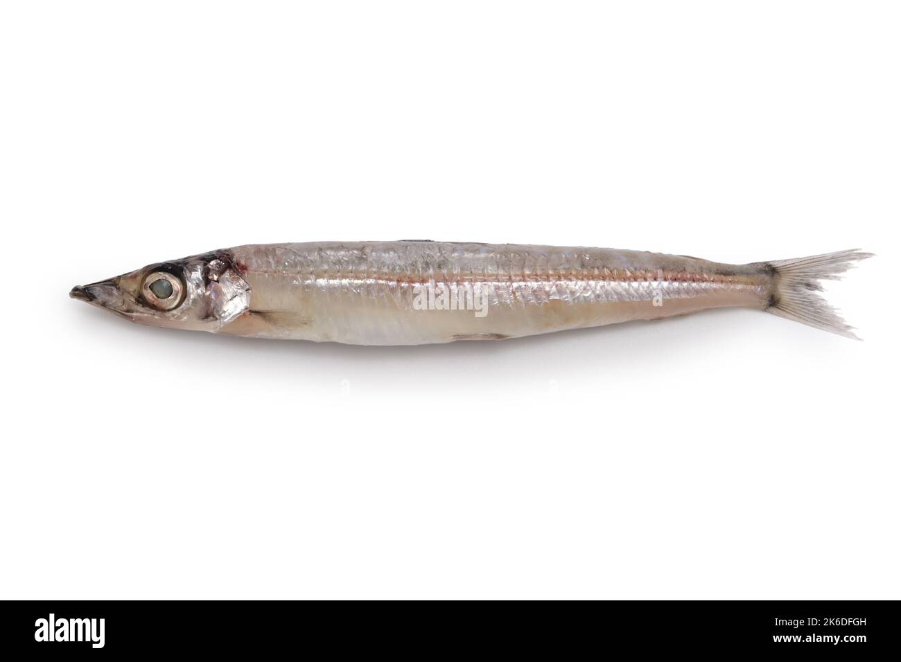 Nigisu, Deep-sea smelt ( Glossanodon semifasciatus ) isolated on white ...
