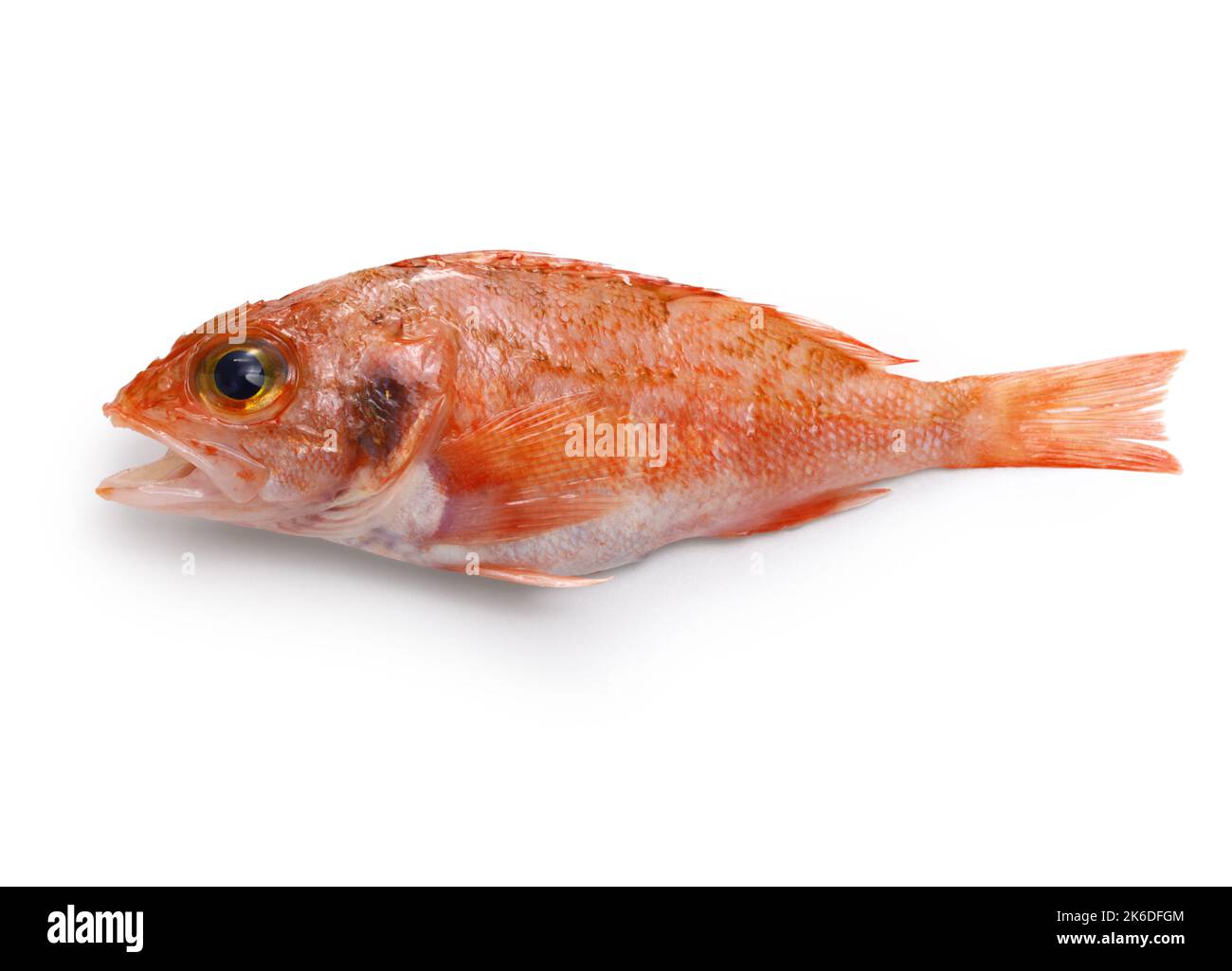 Helicolenus hilgendorfi hi-res stock photography and images - Alamy