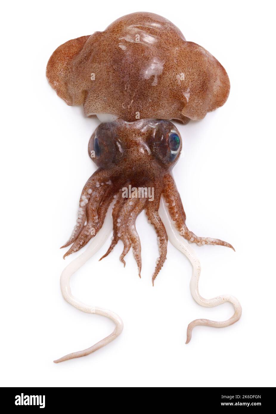 Mimi ika, little cuttlefish, bobtail squid, bottle-tailed cuttlefish ...