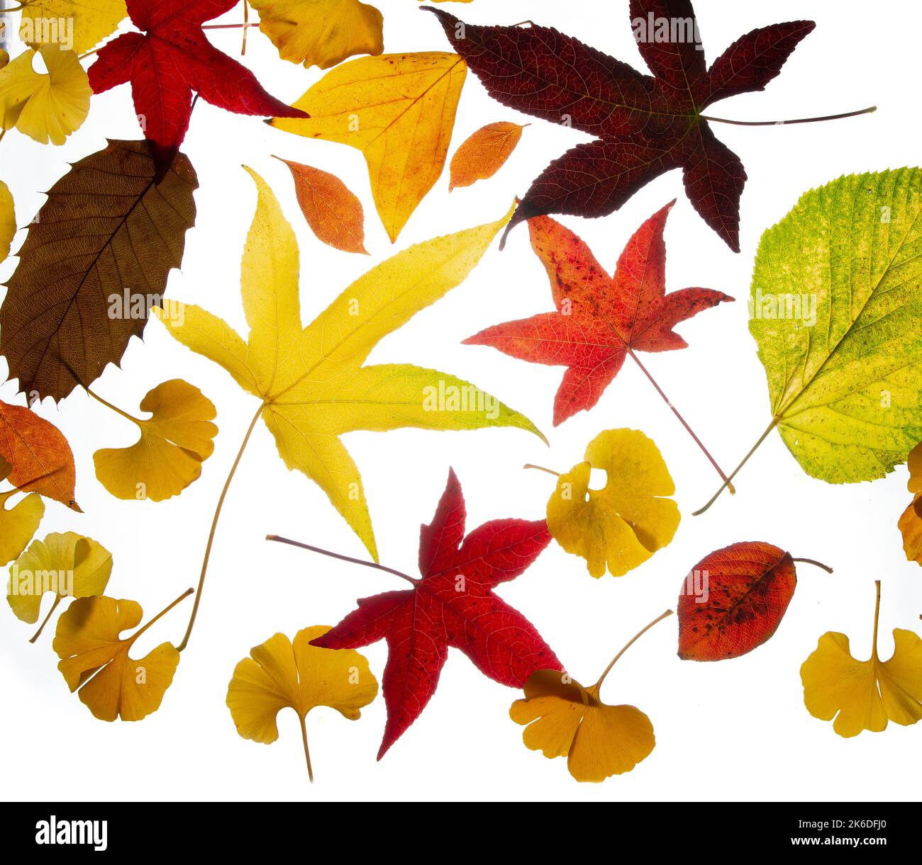 Mixed Autumn Leaves on a white background Stock Photo - Alamy