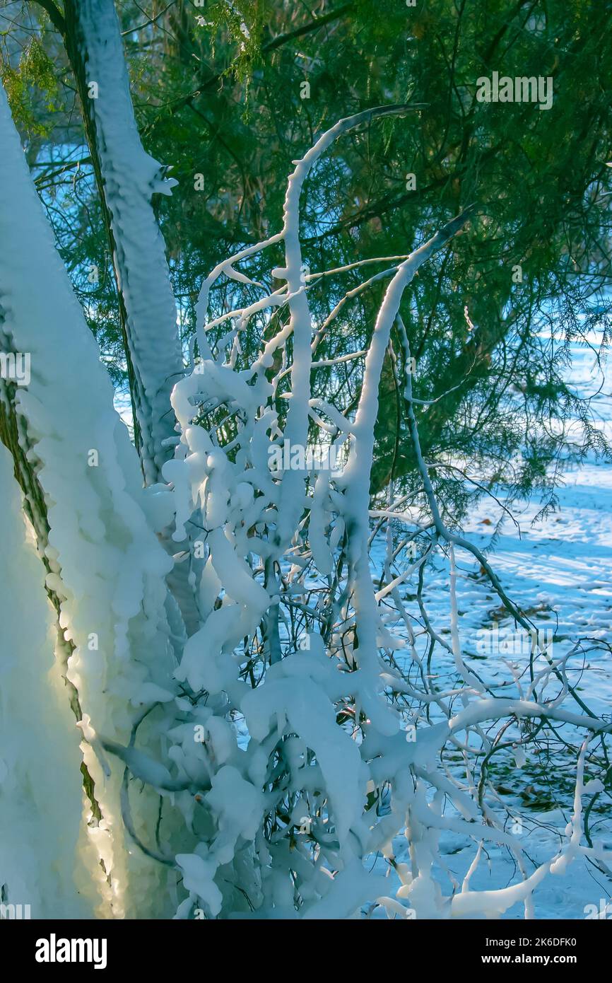 Icing on the tree hi-res stock photography and images - Alamy