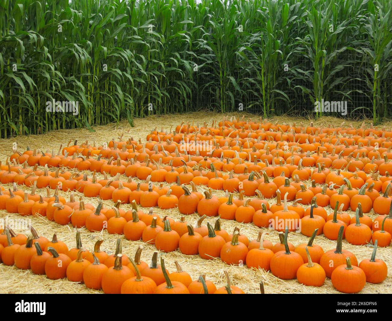 Rows of pumpkis hi-res stock photography and images - Alamy