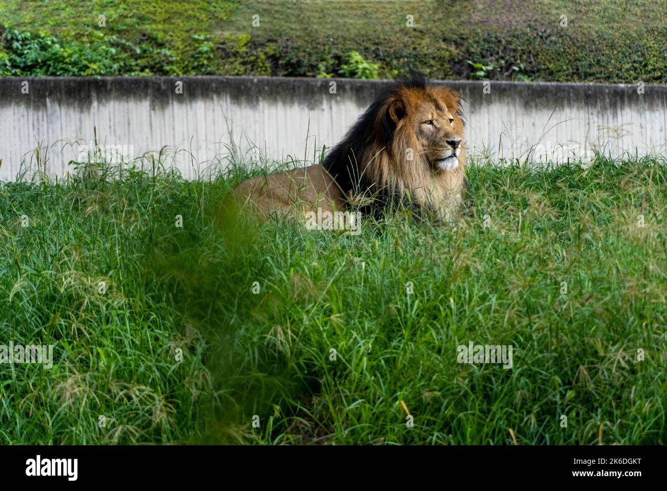 Strong lion hi-res stock photography and images - Alamy