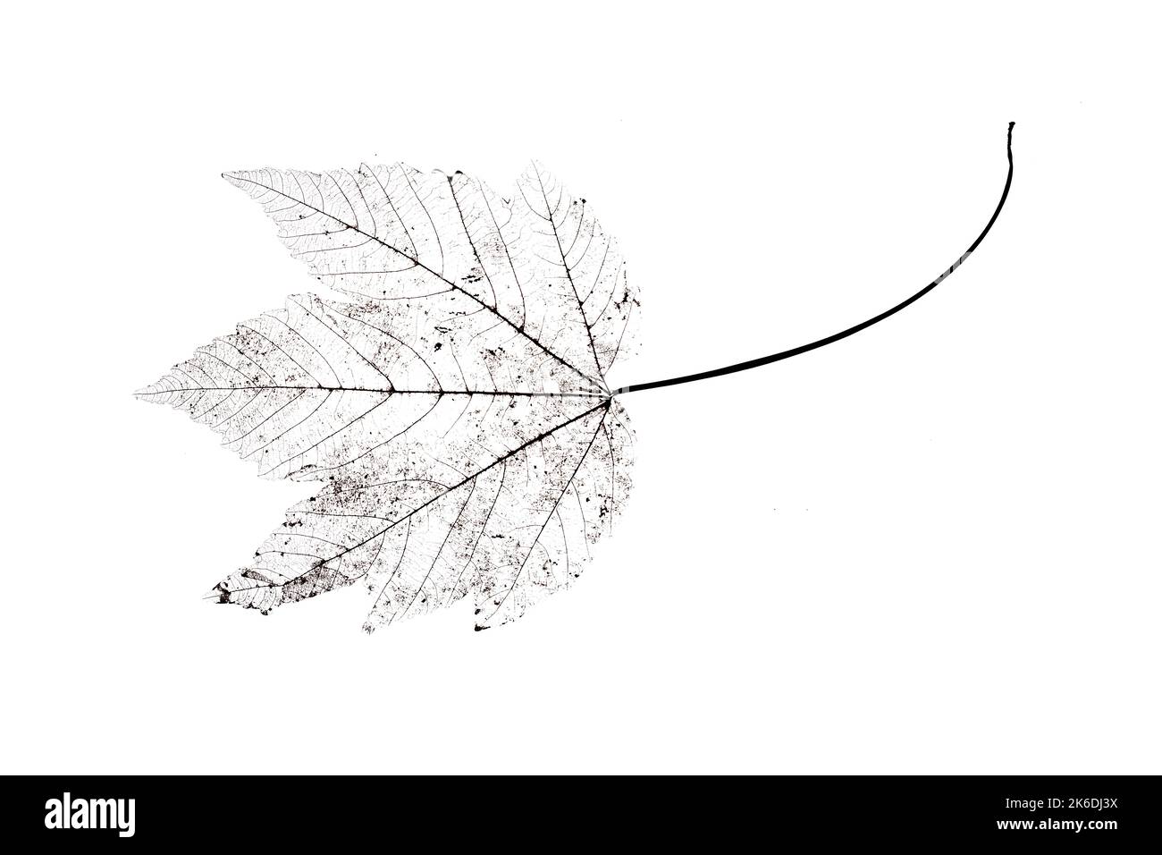 Close up of dried dry delicate skeleton leaves of the Maple tree Stock ...