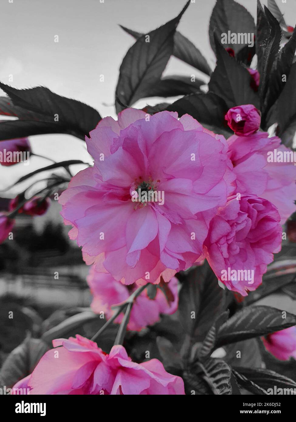 Pink Damask roses growing in the garden Stock Photo - Alamy