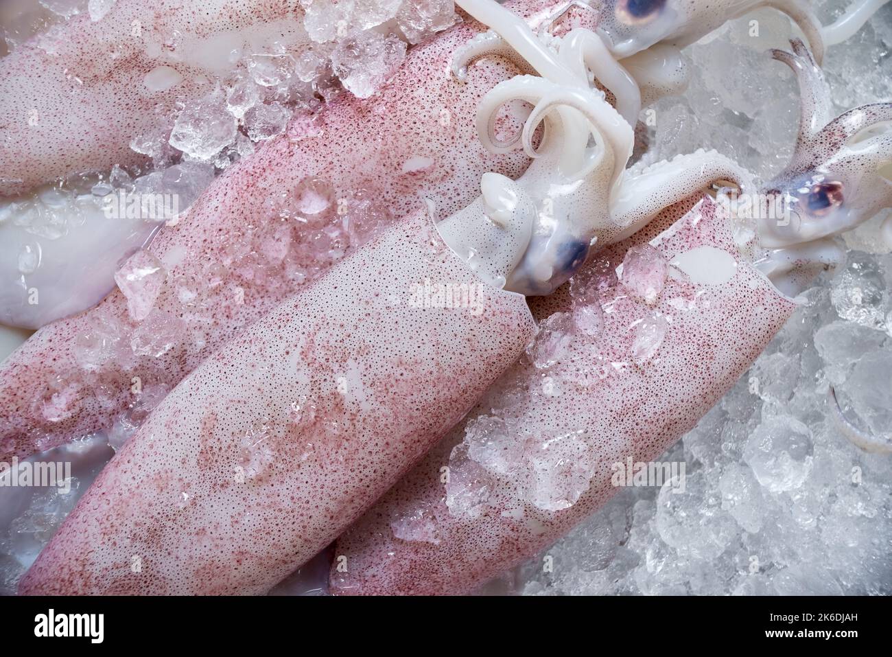 Squids ice hi-res stock photography and images - Alamy