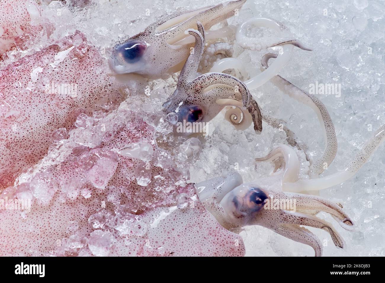 Frozen fresh octopus squids hi-res stock photography and images - Alamy
