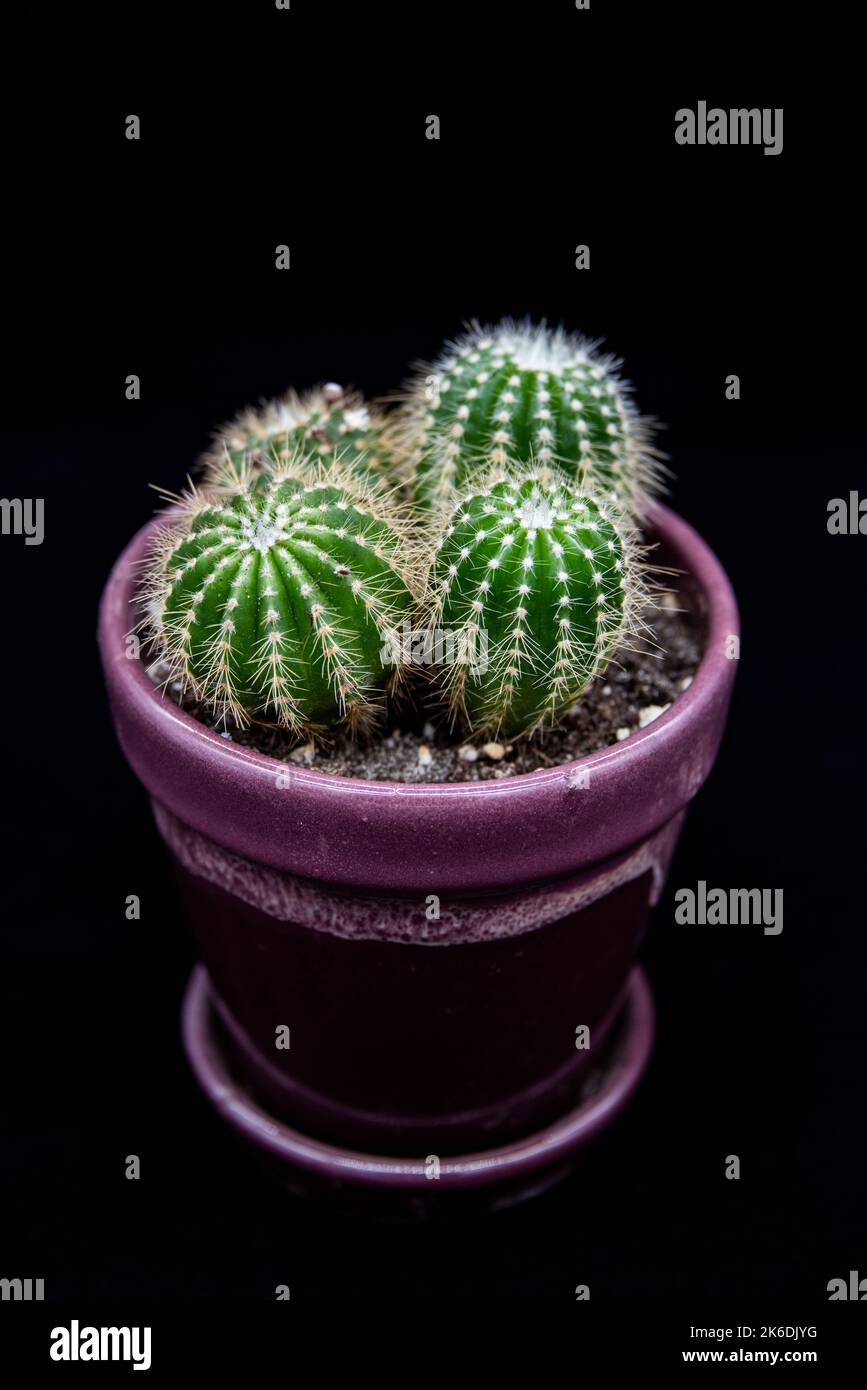 Cactus, cactacee, plants Stock Photo - Alamy
