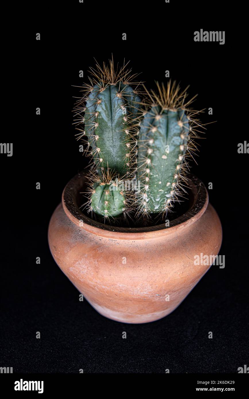 Cactus, cactacee, plants Stock Photo - Alamy