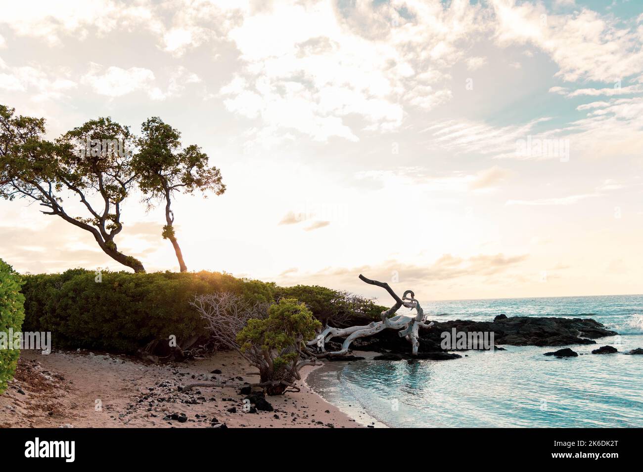 A high angle shot of the beautiful rocky seashore with driftwood in ...