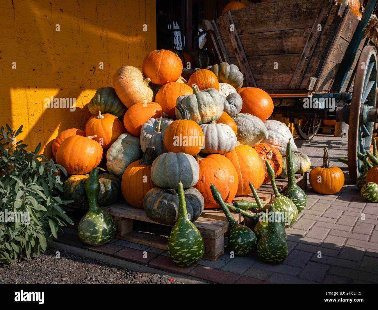 Huge heap of ripe pumpkin fruits lying on each other. A pile of ...