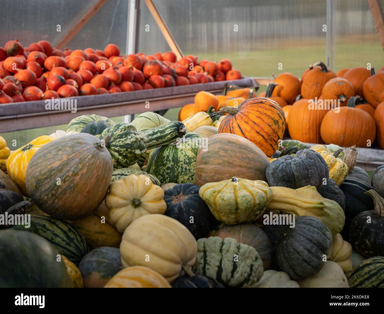 Different pumpkins varying in color and size lying on tables. A rich ...