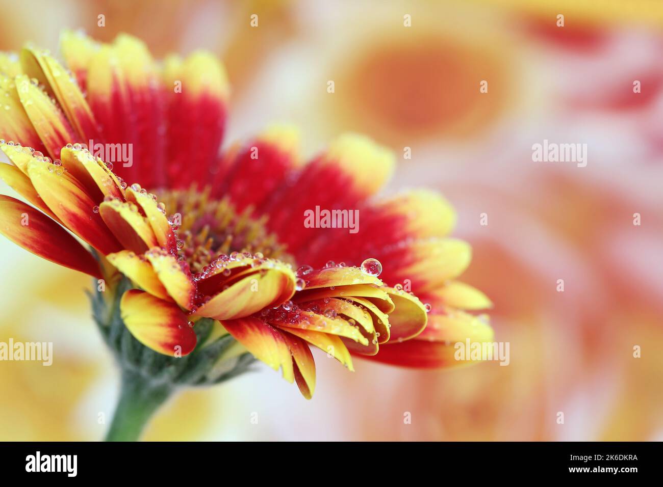 Gerbera flower with water drops - macro shot Stock Photo - Alamy