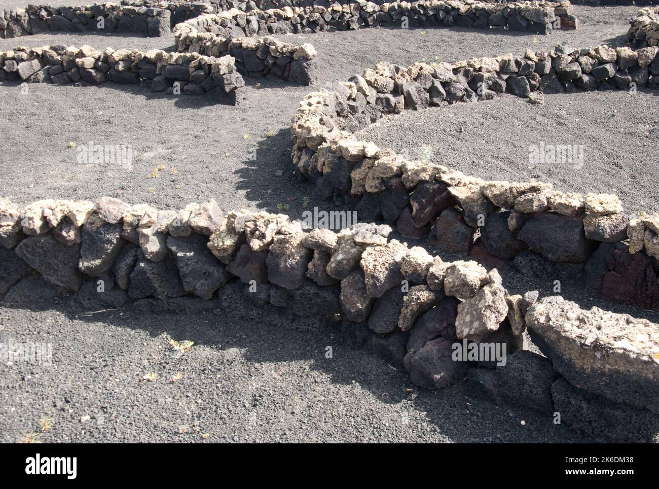 Lava walls for plant protection, San Bartolome, Lanzarote, Canary ...