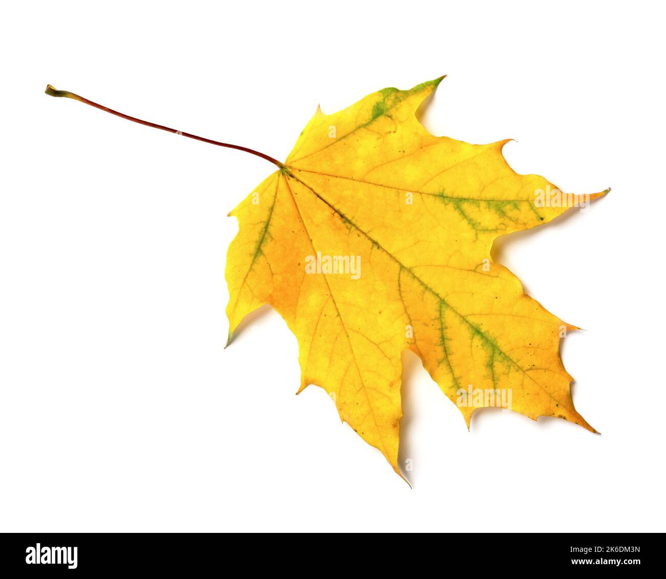 Falling maple leaf on green Cut Out Stock Images & Pictures - Alamy