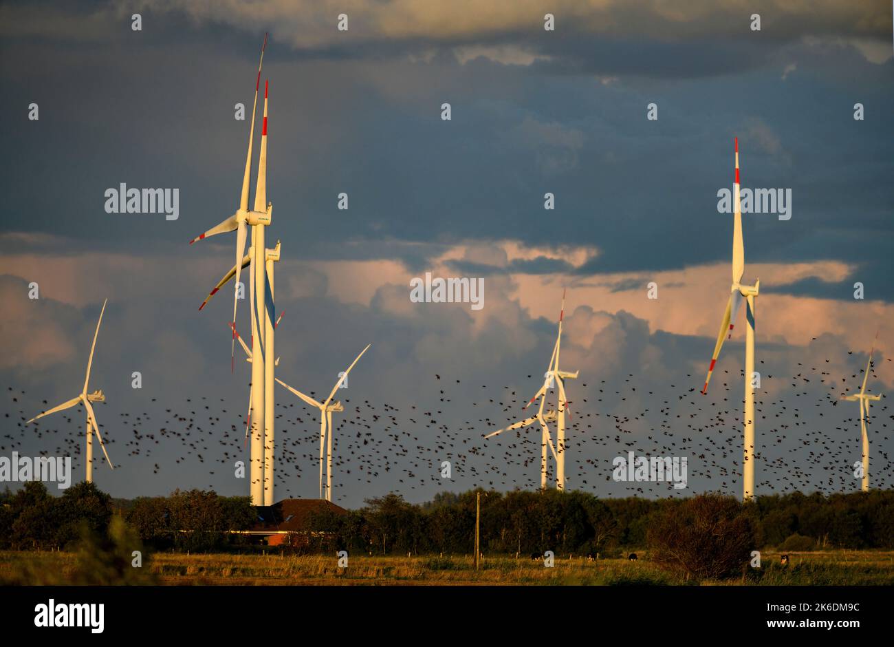Murmuration of common starlings (Sturnus vulgaris) at Hasberg Sö ...