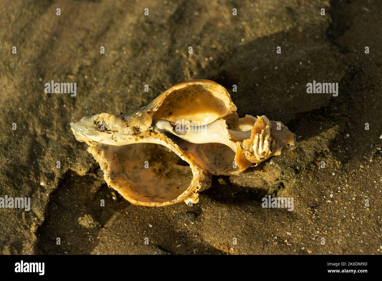 An old Common Whelk shell has been broken open by the wave action and ...