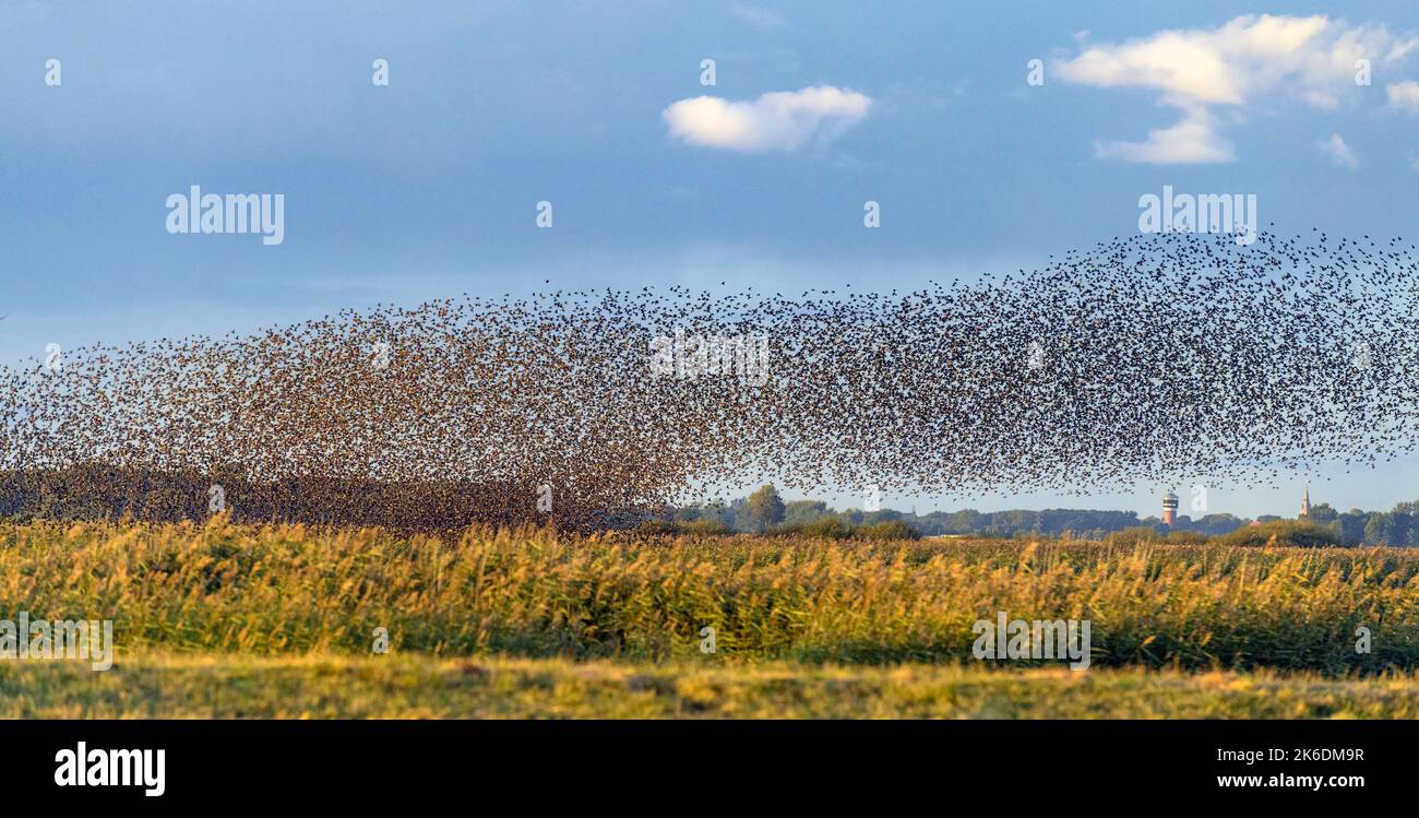 Murmuration of common starlings (Sturnus vulgaris) at Hasberg Sö ...