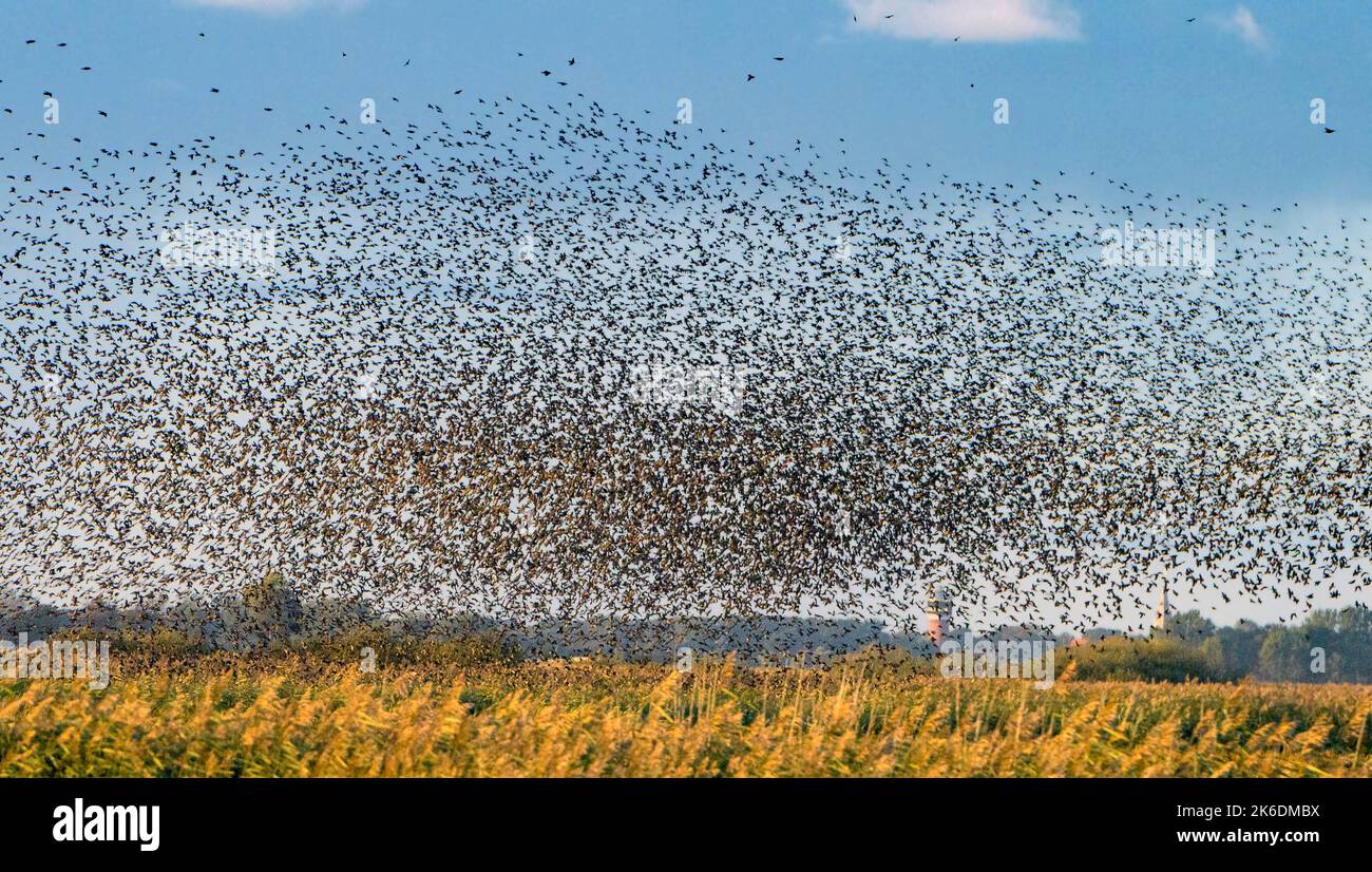 Murmuration of common starlings (Sturnus vulgaris) at Hasberg Sö ...