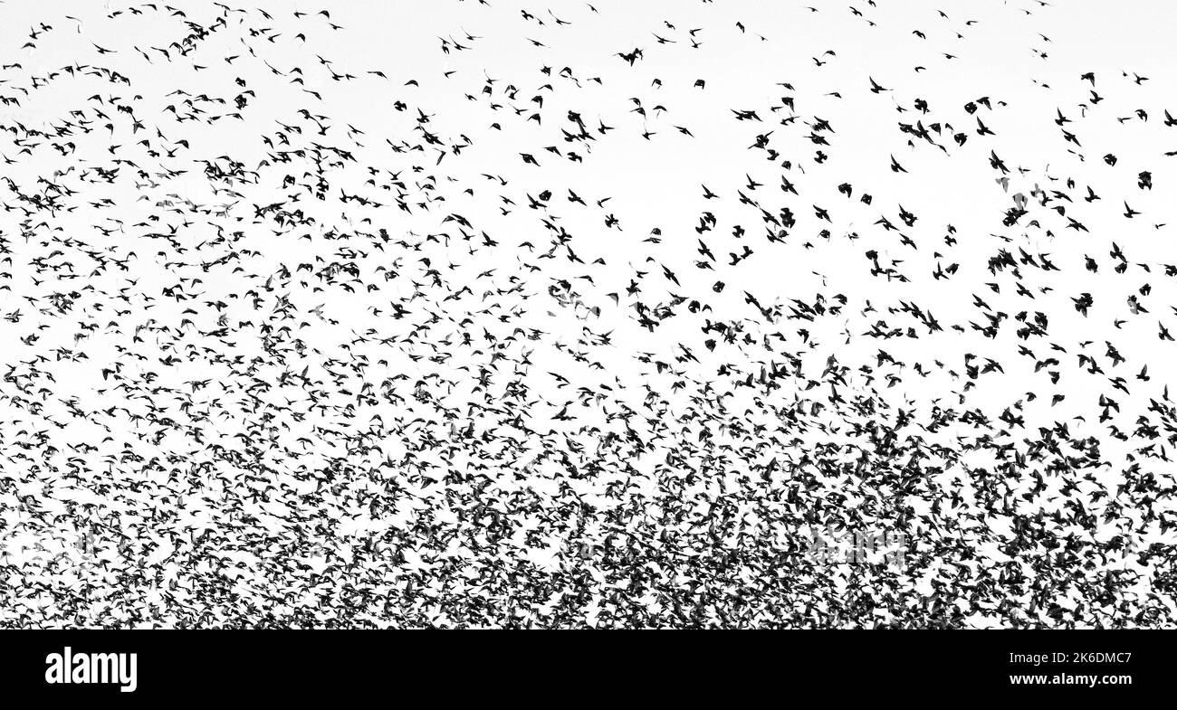 Murmuration of common starlings (Sturnus vulgaris) at Hasberg Sö ...