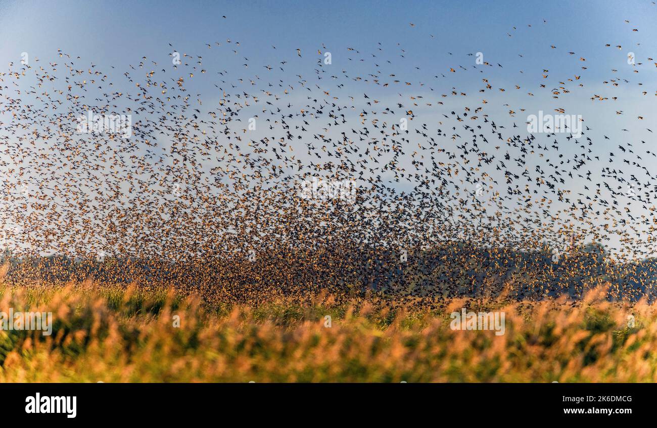 Murmuration of common starlings (Sturnus vulgaris) at Hasberg Sö ...