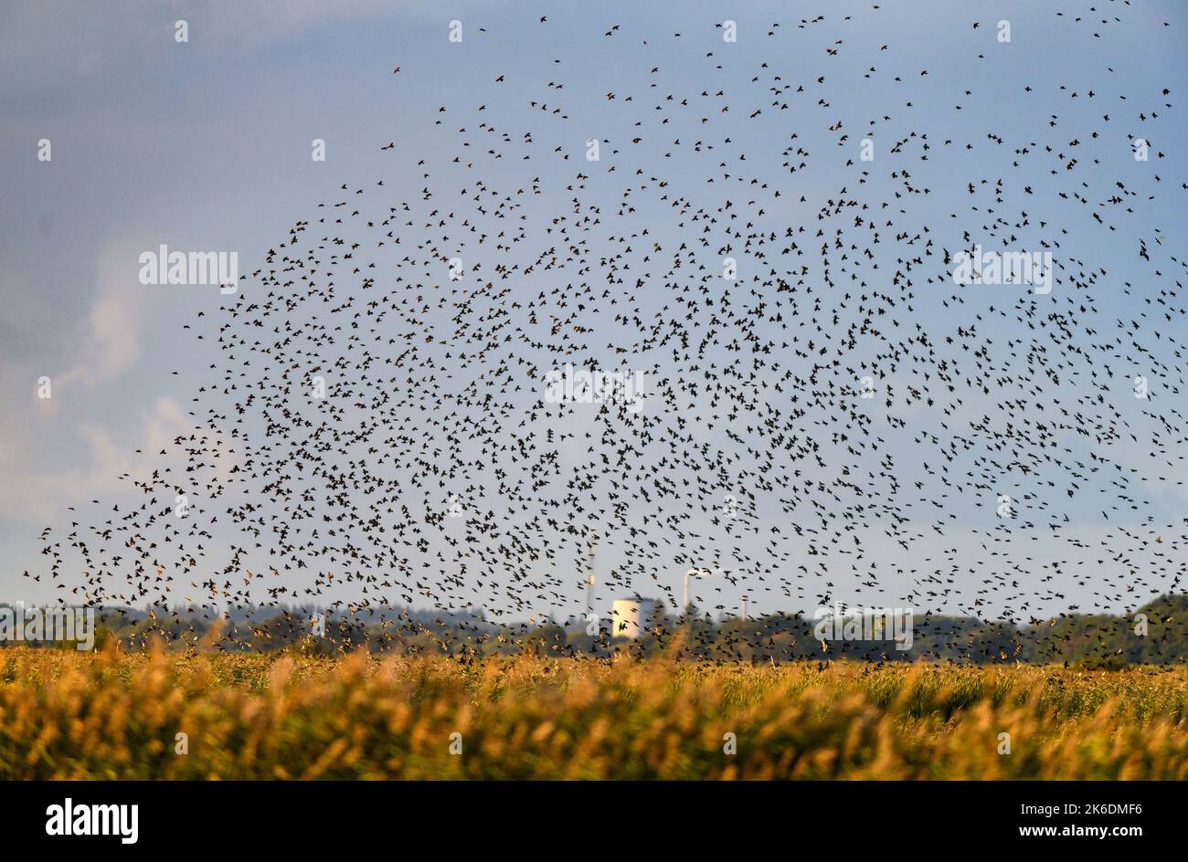 Murmuration of common starlings (Sturnus vulgaris) at Hasberg Sö ...
