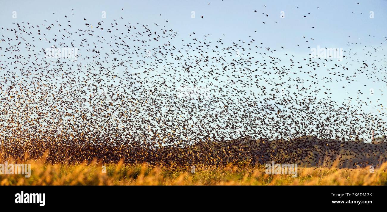 Murmuration of common starlings (Sturnus vulgaris) at Hasberg Sö ...