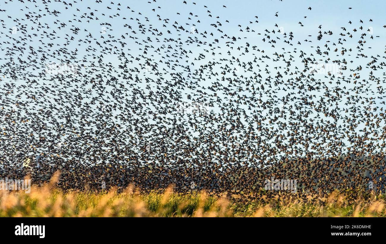 Murmuration of common starlings (Sturnus vulgaris) at Hasberg Sö ...