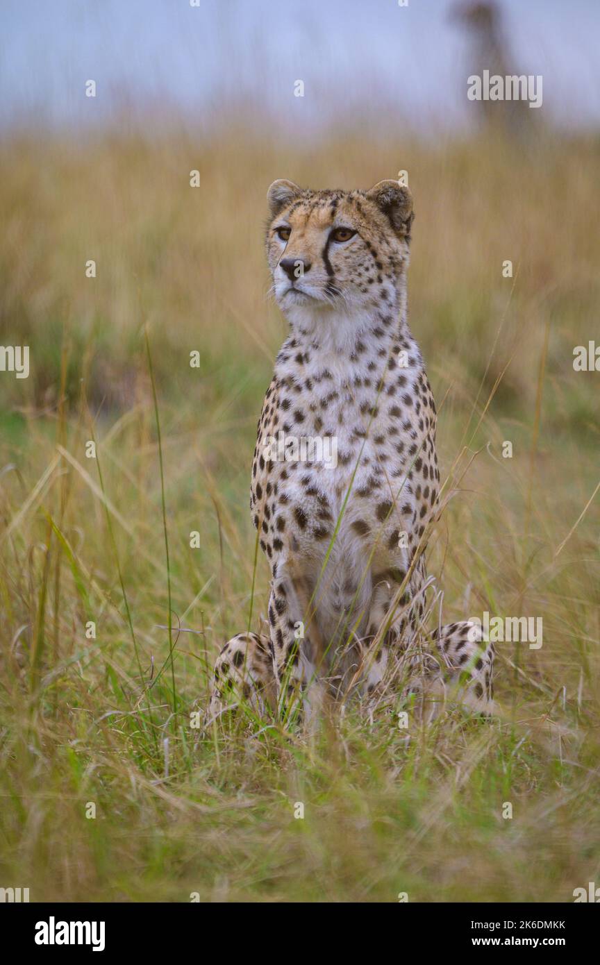 A vertical shot of a cheetah standing in the meadow on a cloudy day ...