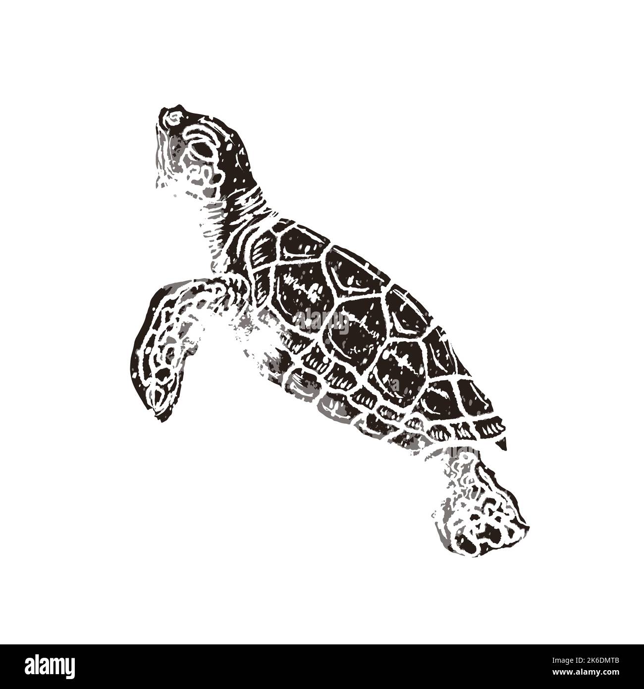 Little marine sea shell isolated Stock Vector Images - Alamy