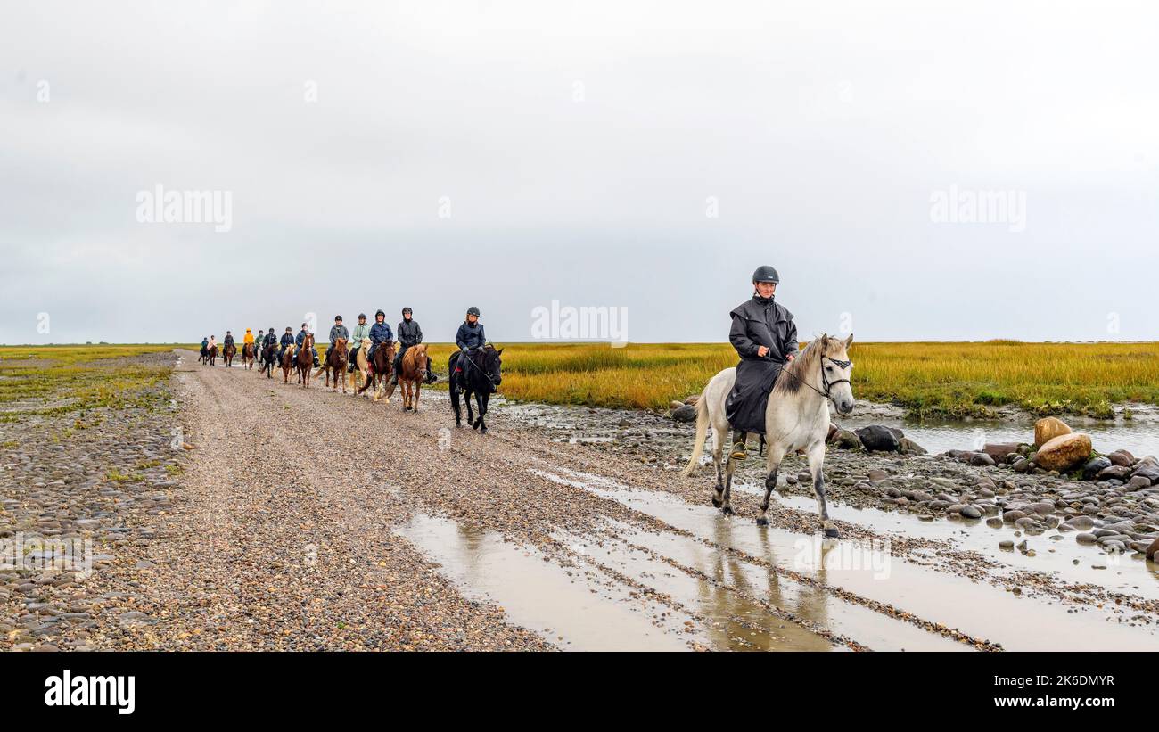 Riding horses at the tidal island of Mandö (part of Waden Sea National ...