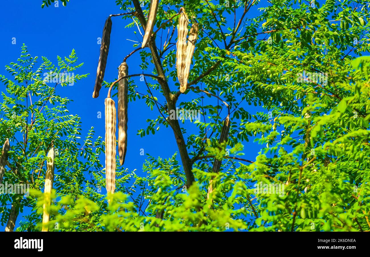 Seeds of moringa tree and green tree top with blue sky background in ...
