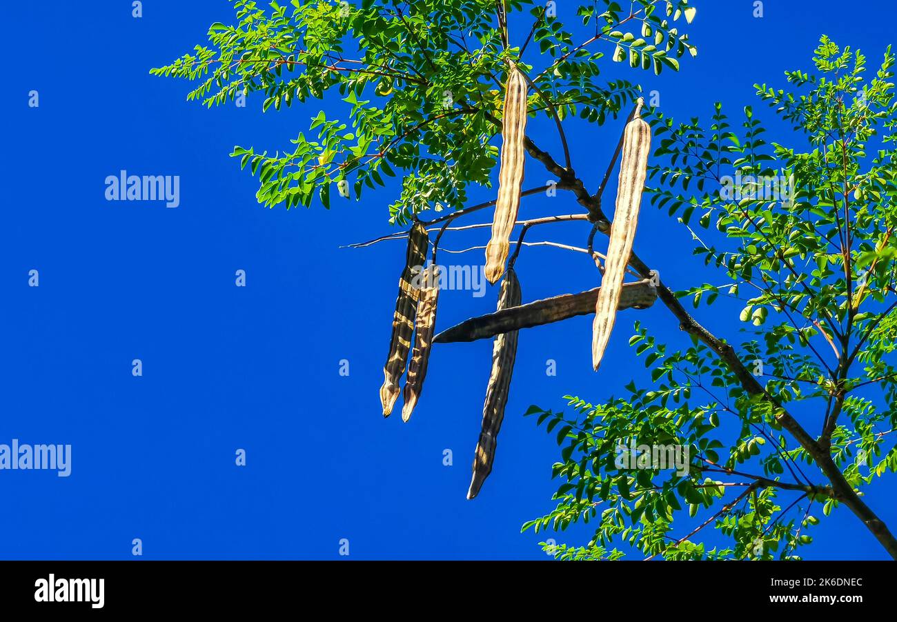 Seeds Of Moringa Tree And Green Tree Top With Blue Sky Background In Playa Del Carmen Quintana