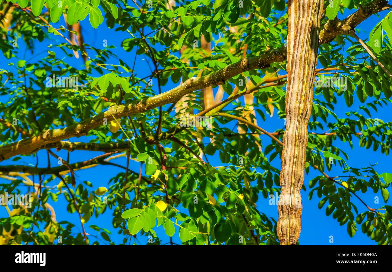 Seeds of moringa tree and green tree top with blue sky background in ...