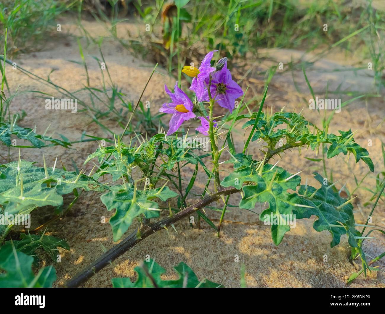 Choti kateri hi-res stock photography and images - Alamy