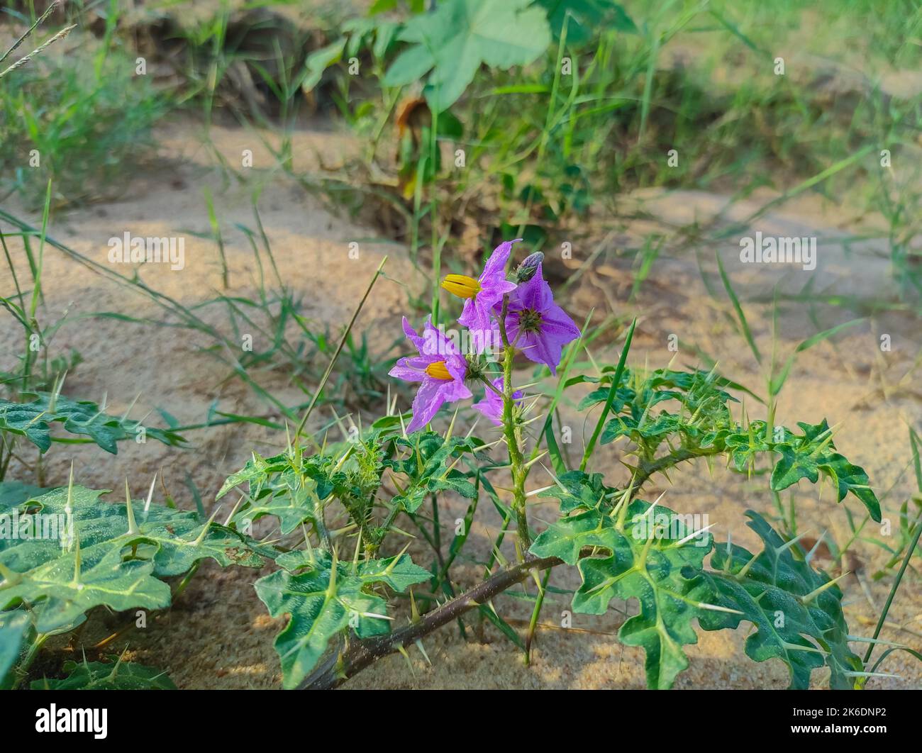 Kateli hi-res stock photography and images - Alamy